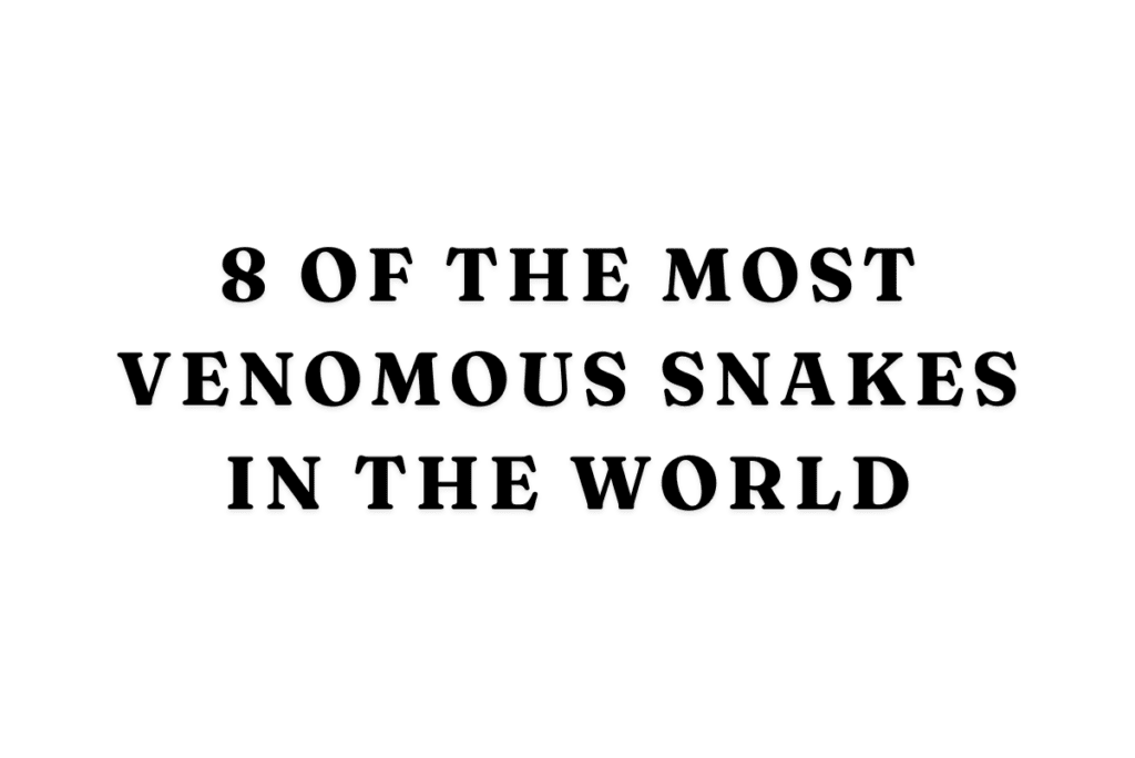 8 of the Most Venomous Snakes in the World - Geo Super